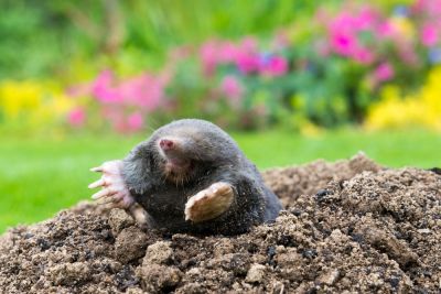 Affordable Mole Exterminators - Serving Dubuque